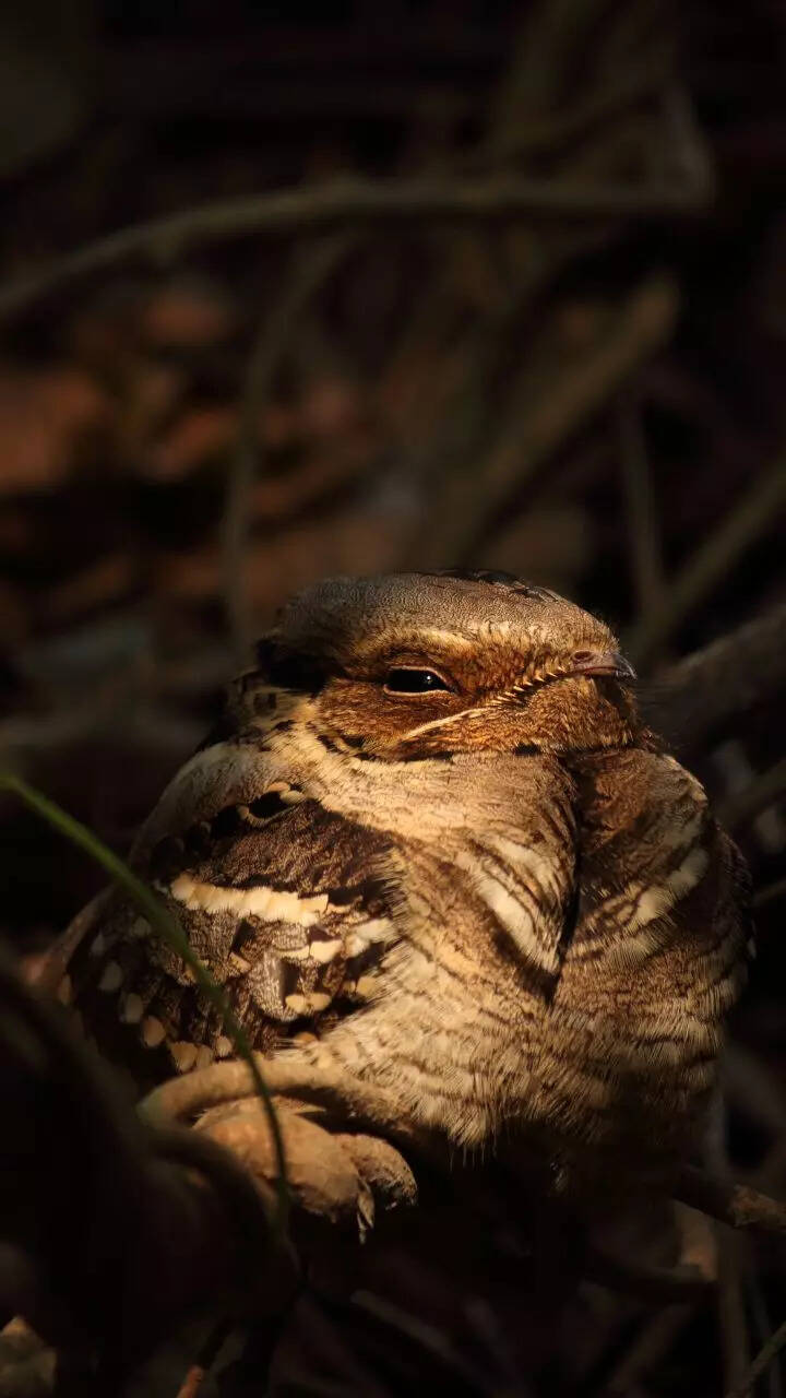 10 nocturnal Indian birds, apart from owls