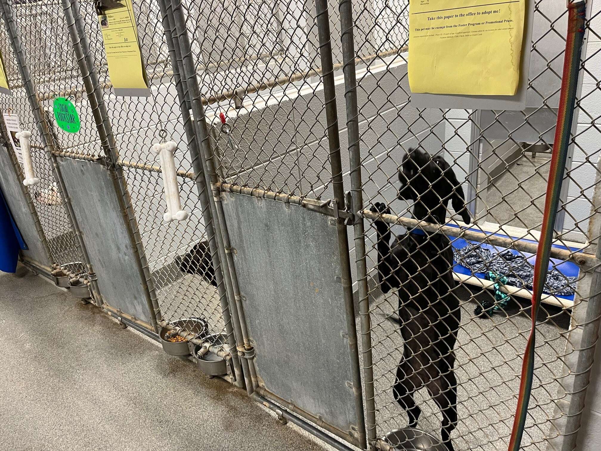 20 most common dogs you’ll find in Alabama shelters right now
