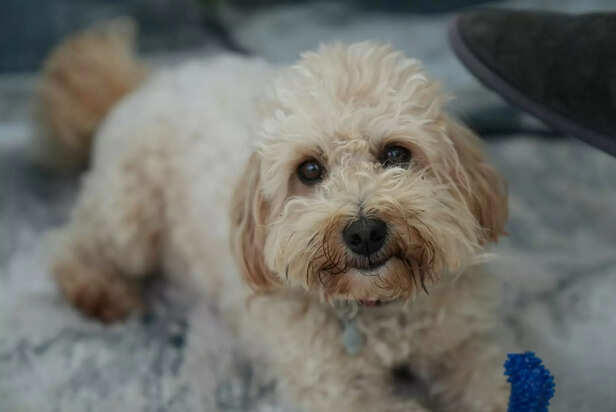 Teddy Bear or Dog? These 7 Breeds Are Too Cute to Tell