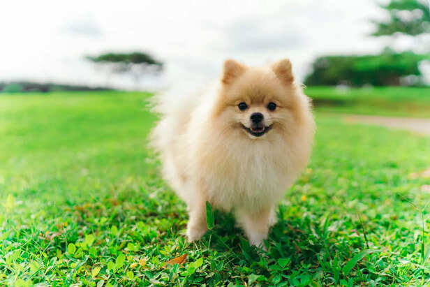 Teddy Bear or Dog? These 7 Breeds Are Too Cute to Tell