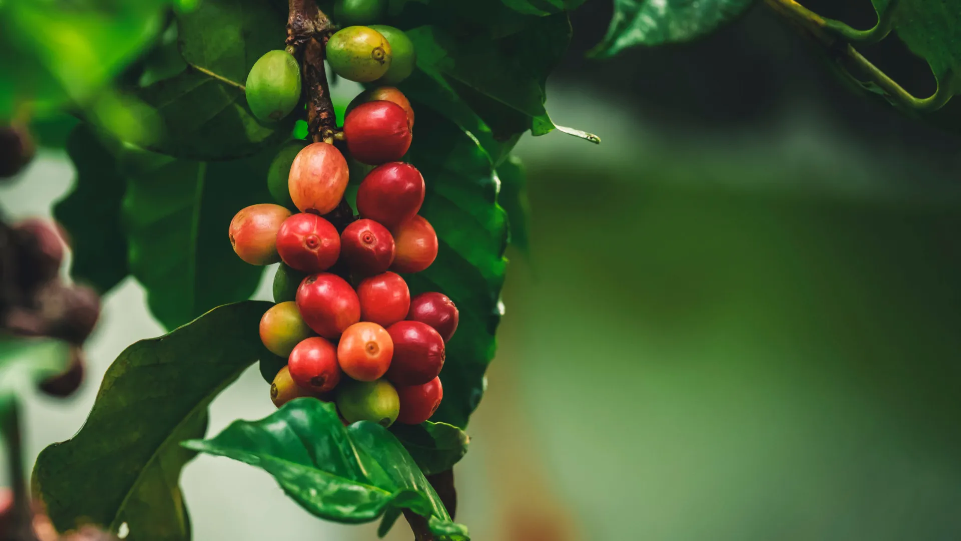 Como o café influencia o microbioma intestinal