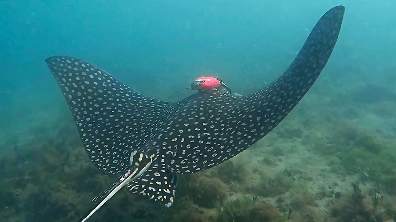 Florida researchers put cameras on stingrays to uncover their secret lives