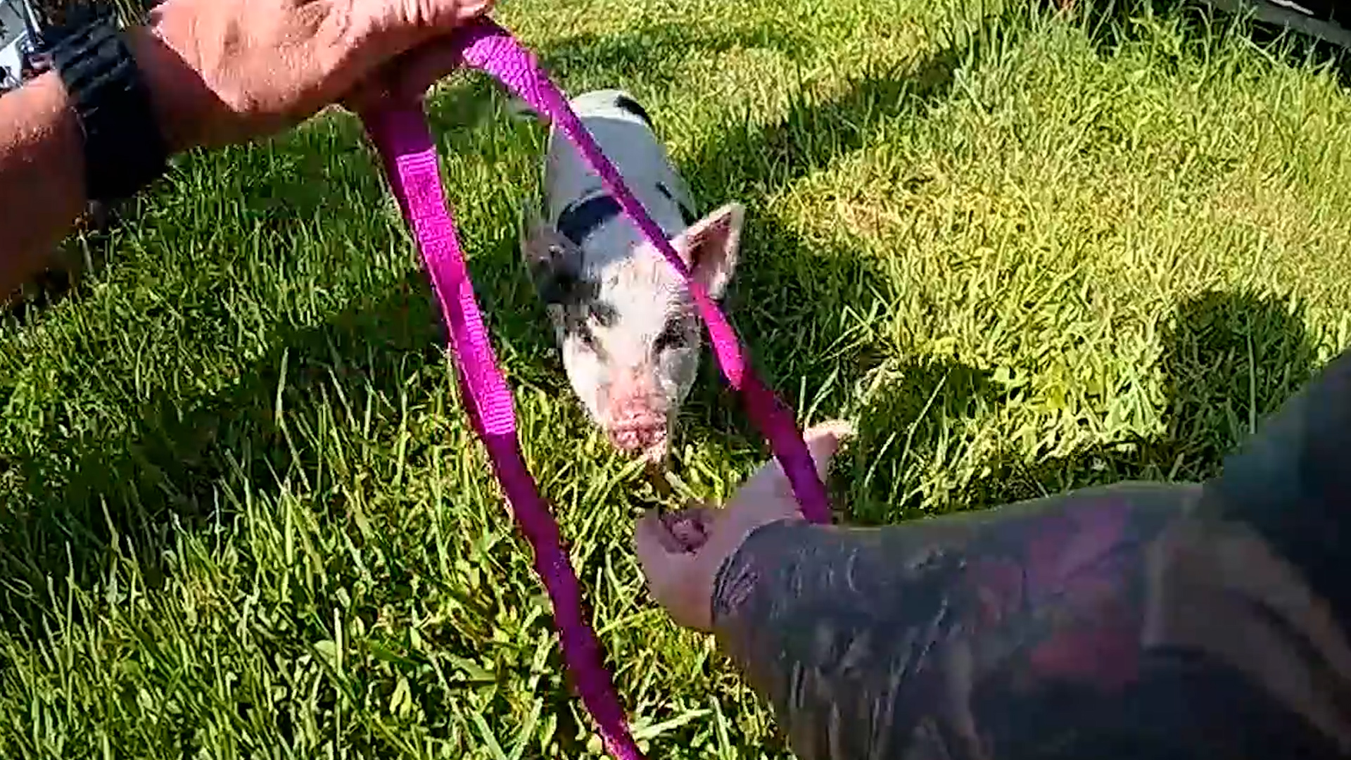 Deputies corral runaway pigs in North Fort Myers neighborhood