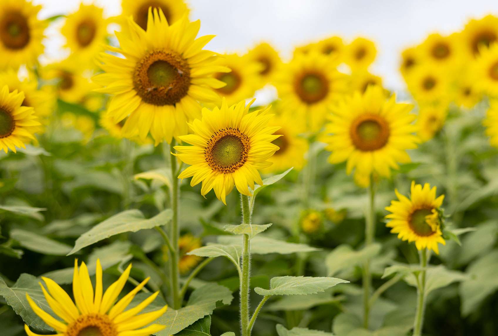 When to plant sunflowers (and when you shouldn't), according to ...