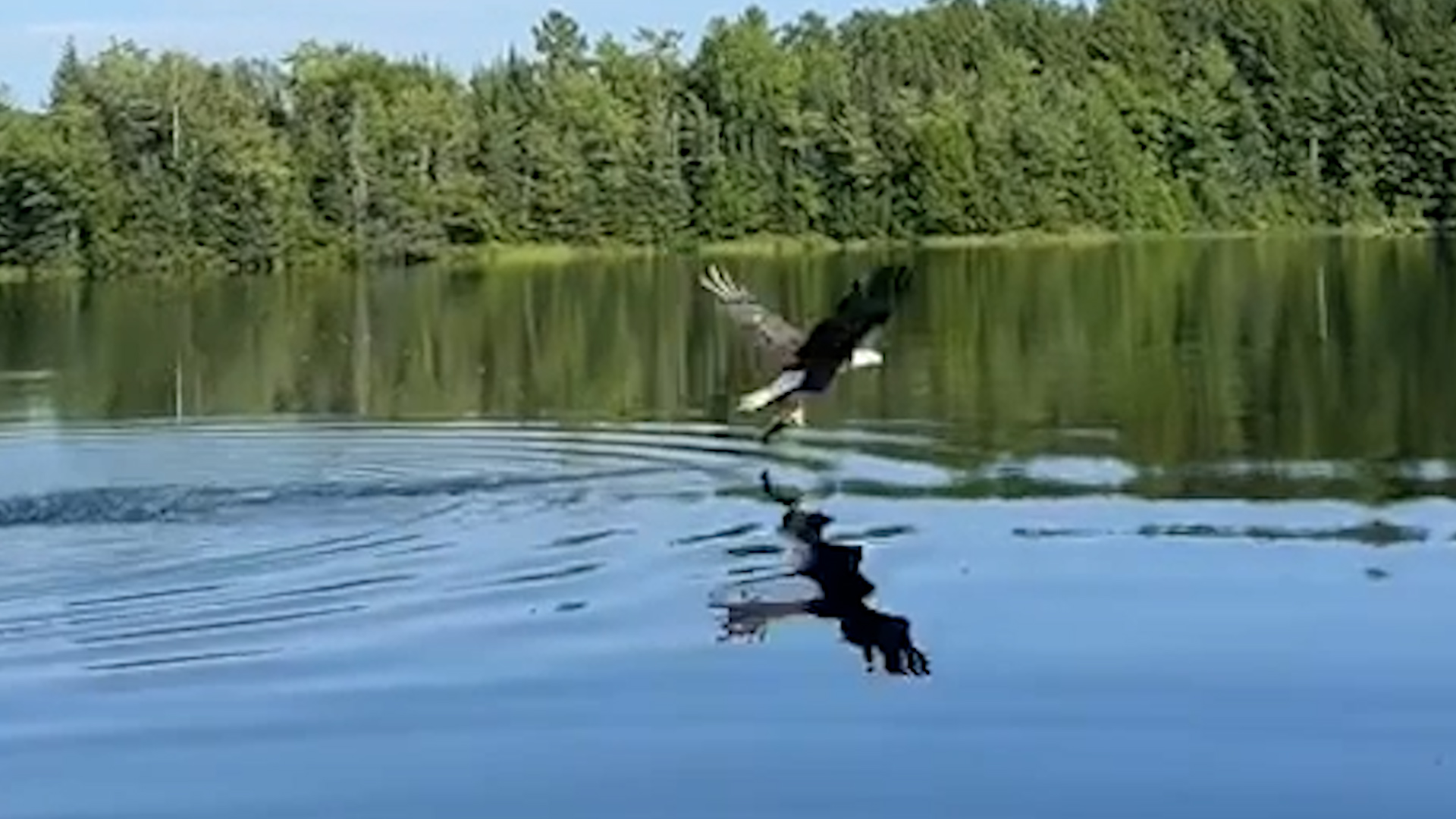 Bald eagle snatches fish seconds after it's thrown back into lake