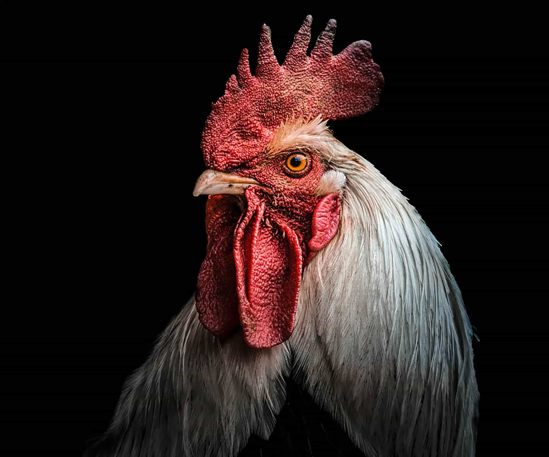Diese Tiere werden mit dem Teufel assoziiert