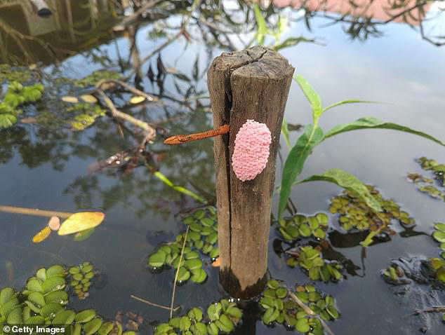 Warning over parasite-infested pink blobs invading US beaches: 'Crush ...