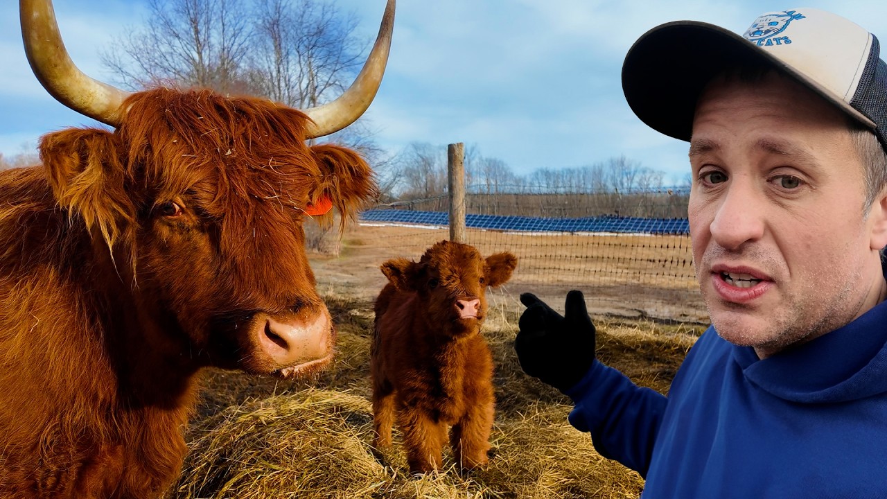 We welcomed a new baby cow to the farm