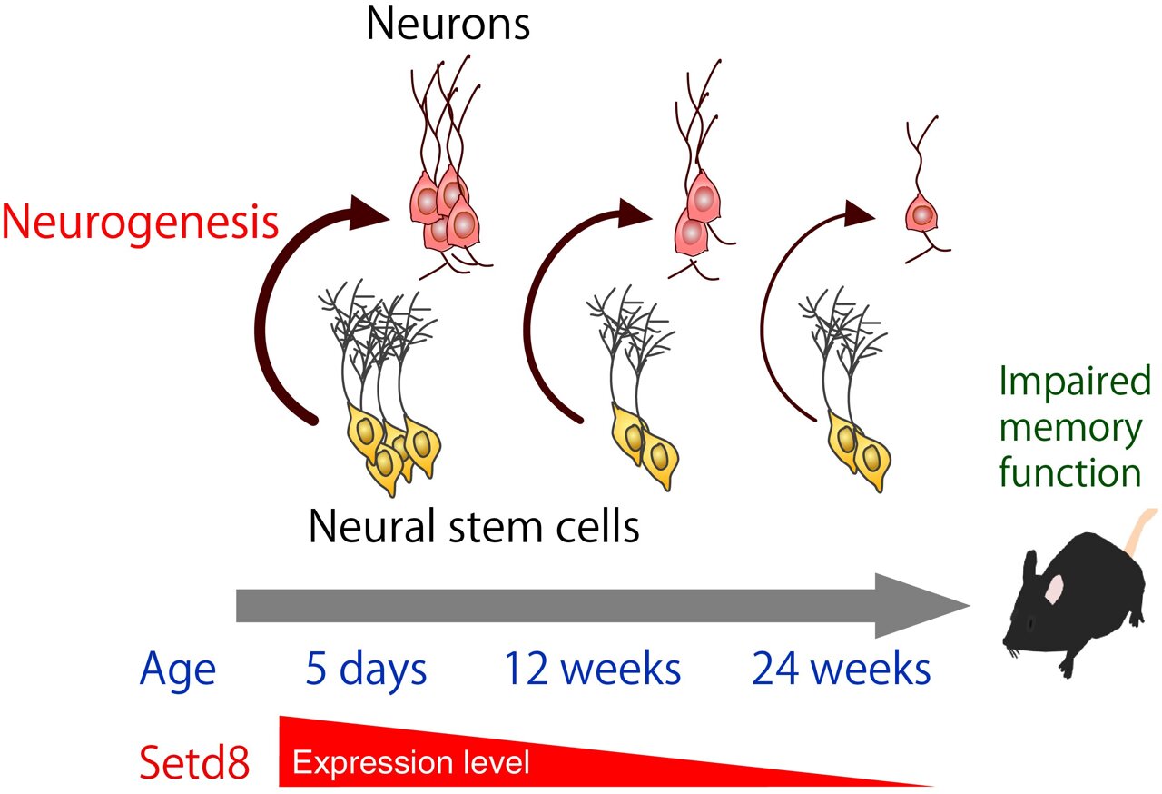 Study finds key gene loss may trigger premature aging in the brain