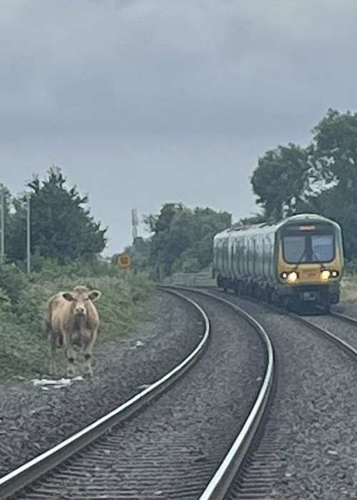 Moo-vement disrupted: Irish Rail ‘not talking bull’ about train chaos