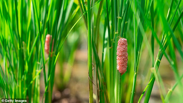Warning over parasite-infested pink blobs invading US beaches: 'Crush ...