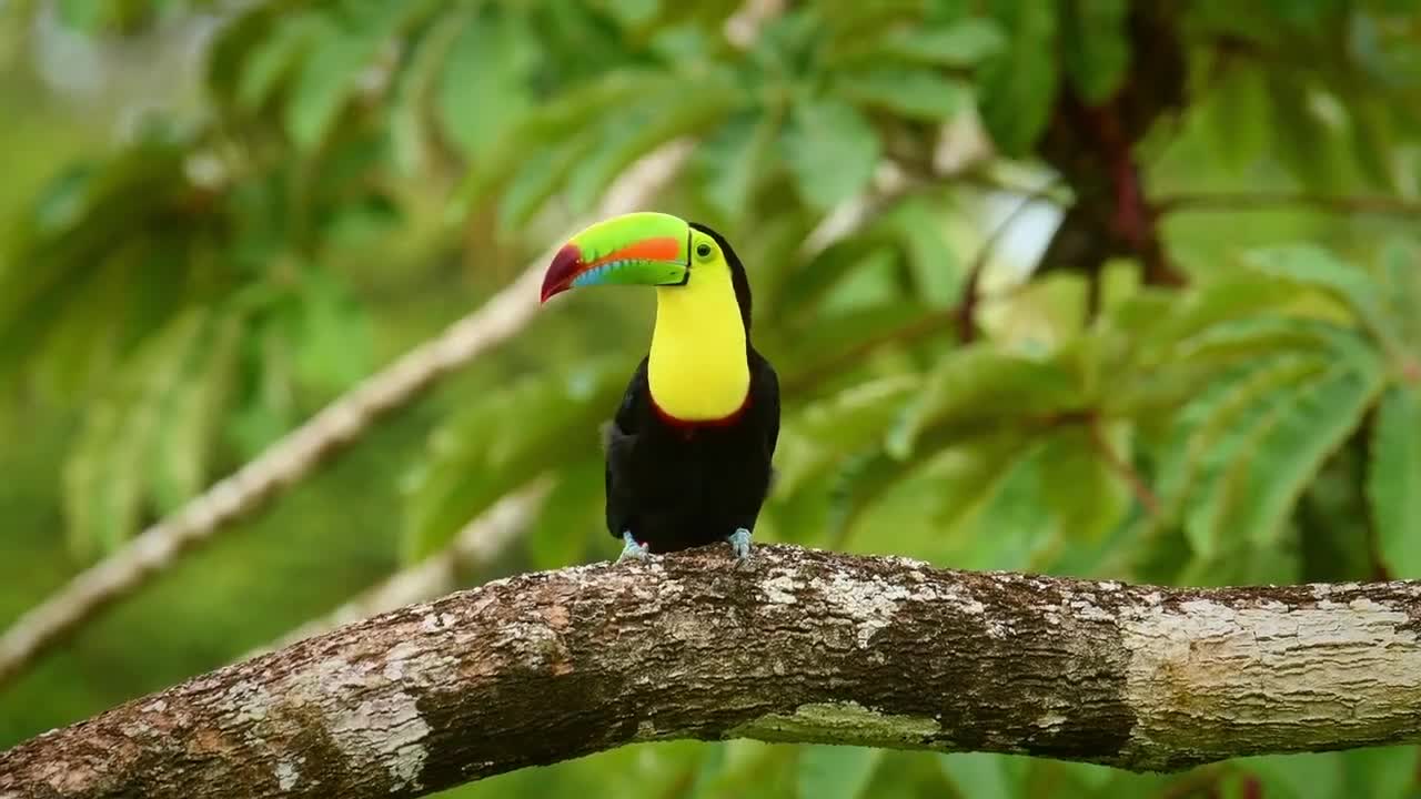 Discover the Toucan: Rainbow-Colored Bird of the Tropical Rainforests