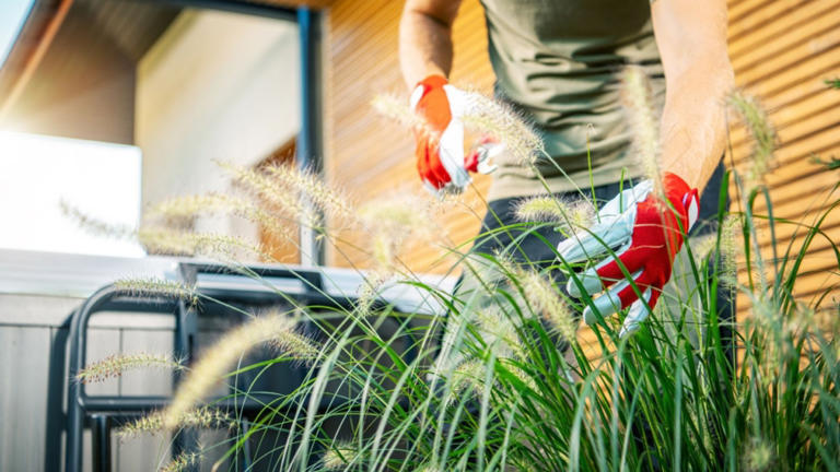 Overgrown Ornamental Grasses: How to Keep Them Tidy