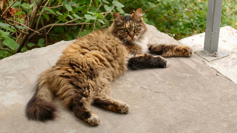 Clear Signs A Stray Cat Has Adopted You