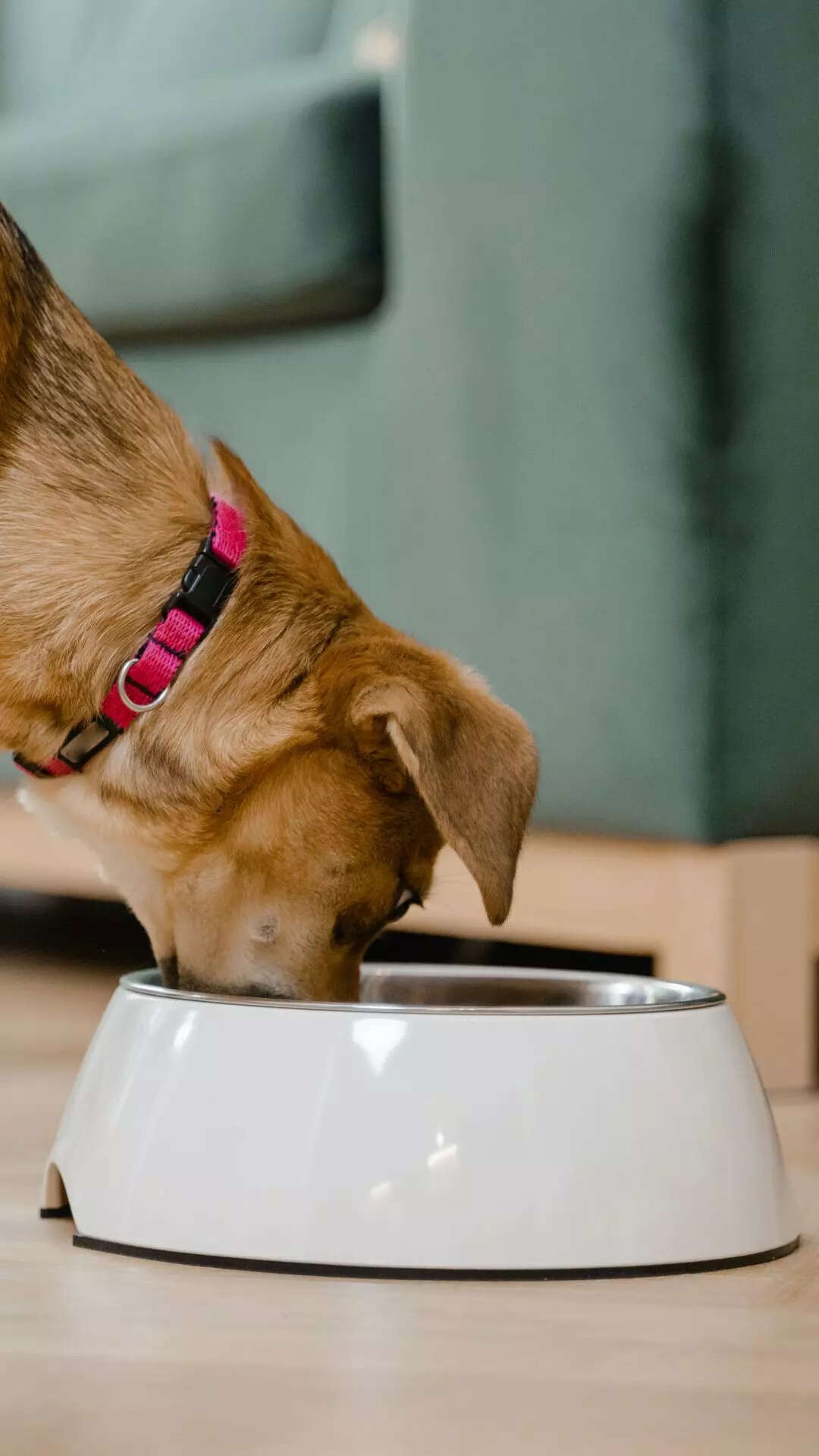 9 pet animals and their food allergies