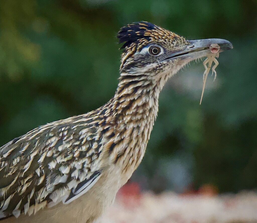 Roadrunner caught delivering snack to its chick