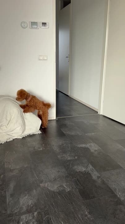 Owner Hides Under Sheet While Playing Fetch With Dog