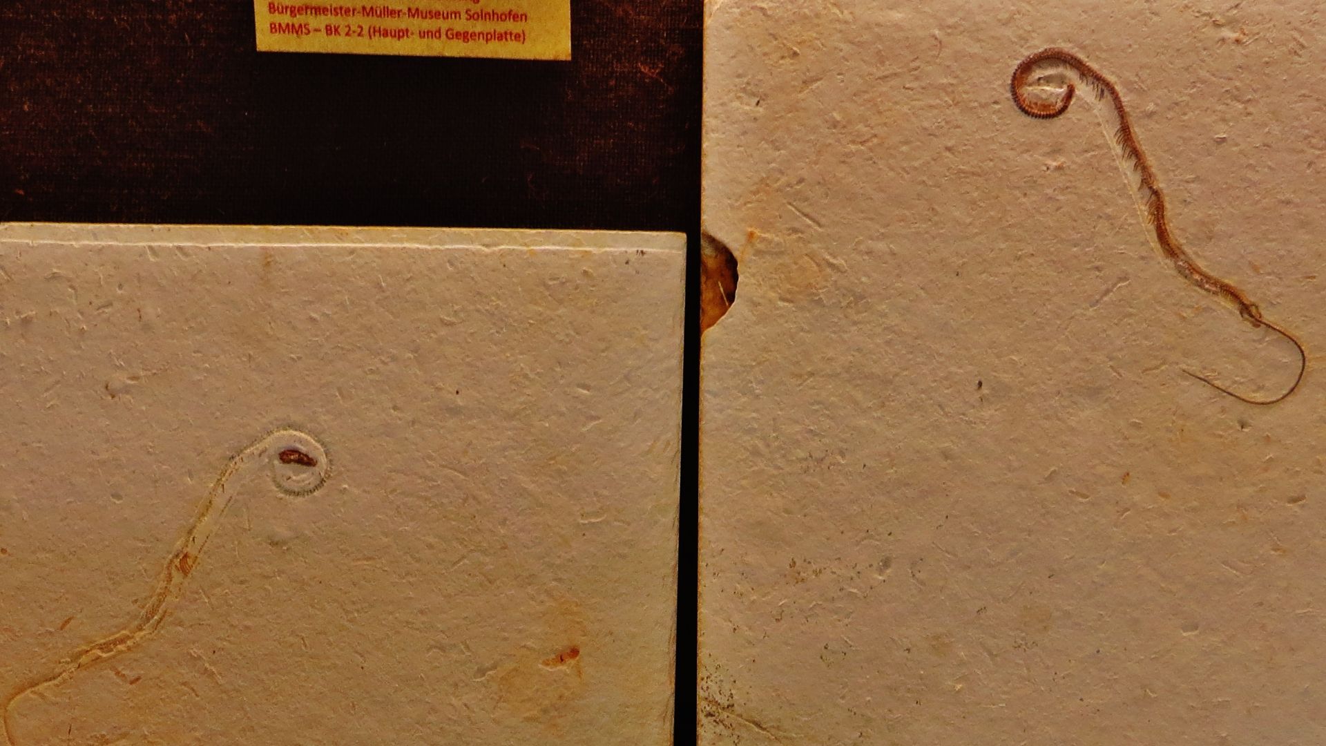 What Lies Beneath: The 20 Coolest Fossils Ever Discovered