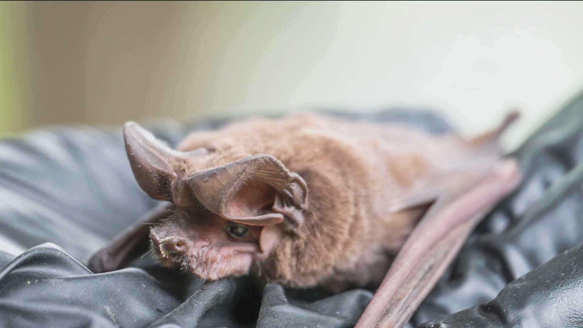 Bat tests positive for rabies in Cedar Park