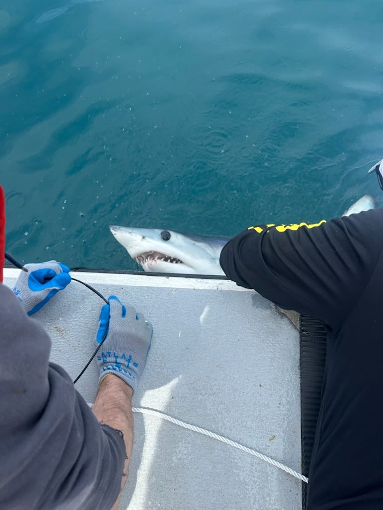 Sharks vs. hurricanes? Scientists say predators can help track huge storms.