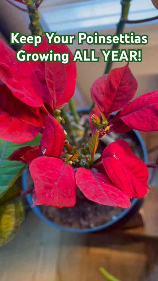 Keep Your Poinsettias Growing All Year — Simple Care Tips for Every Season