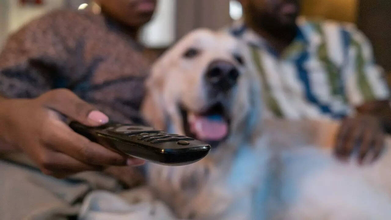 Do dogs watch TV? New study reveals it depends on their personality