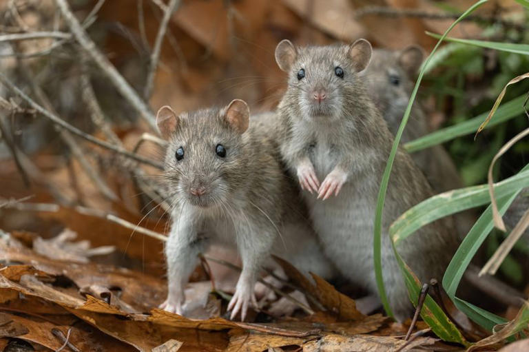 Anyone who owns property urged to make simple check or risk rats ...