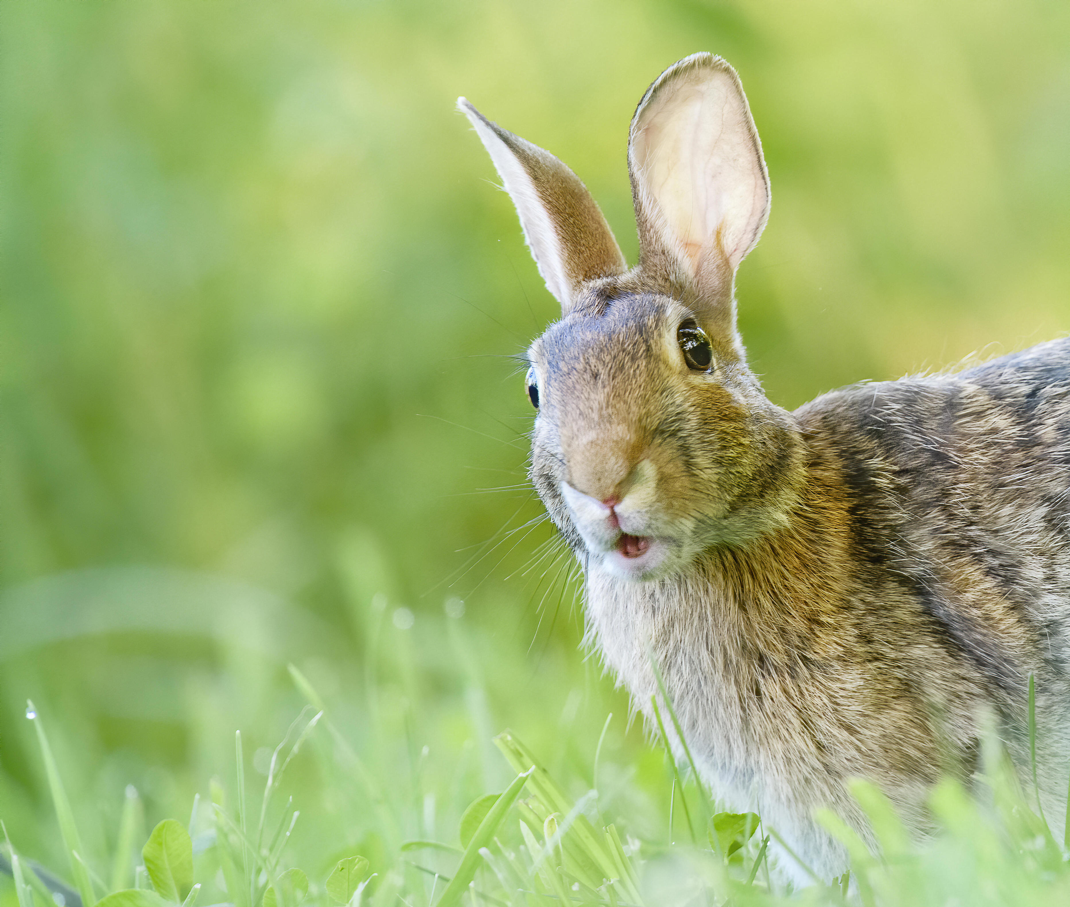 It's Robotic Rabbits Versus Pythons in the Florida Everglades