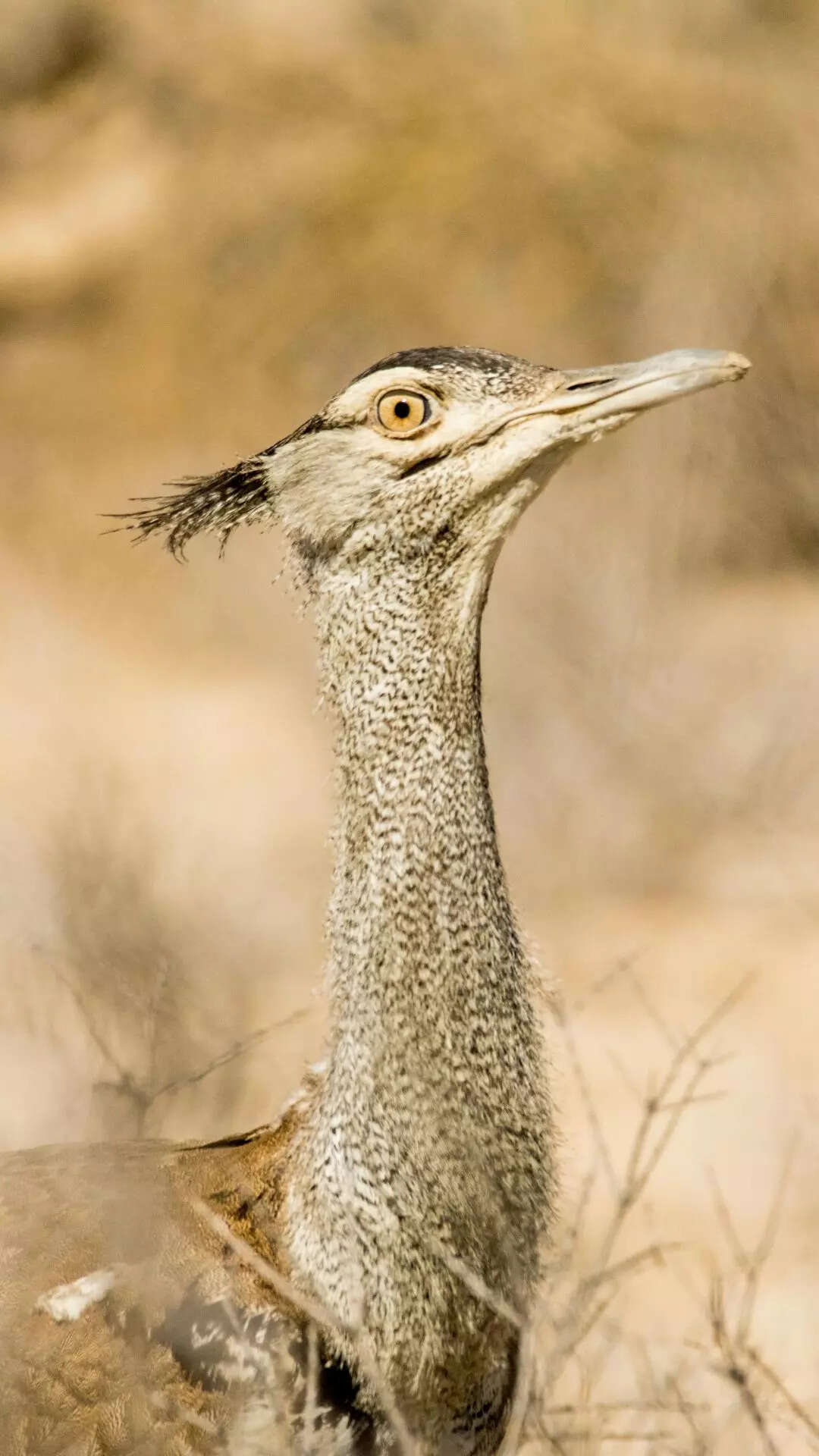 9 rare animals found in the Indian desert