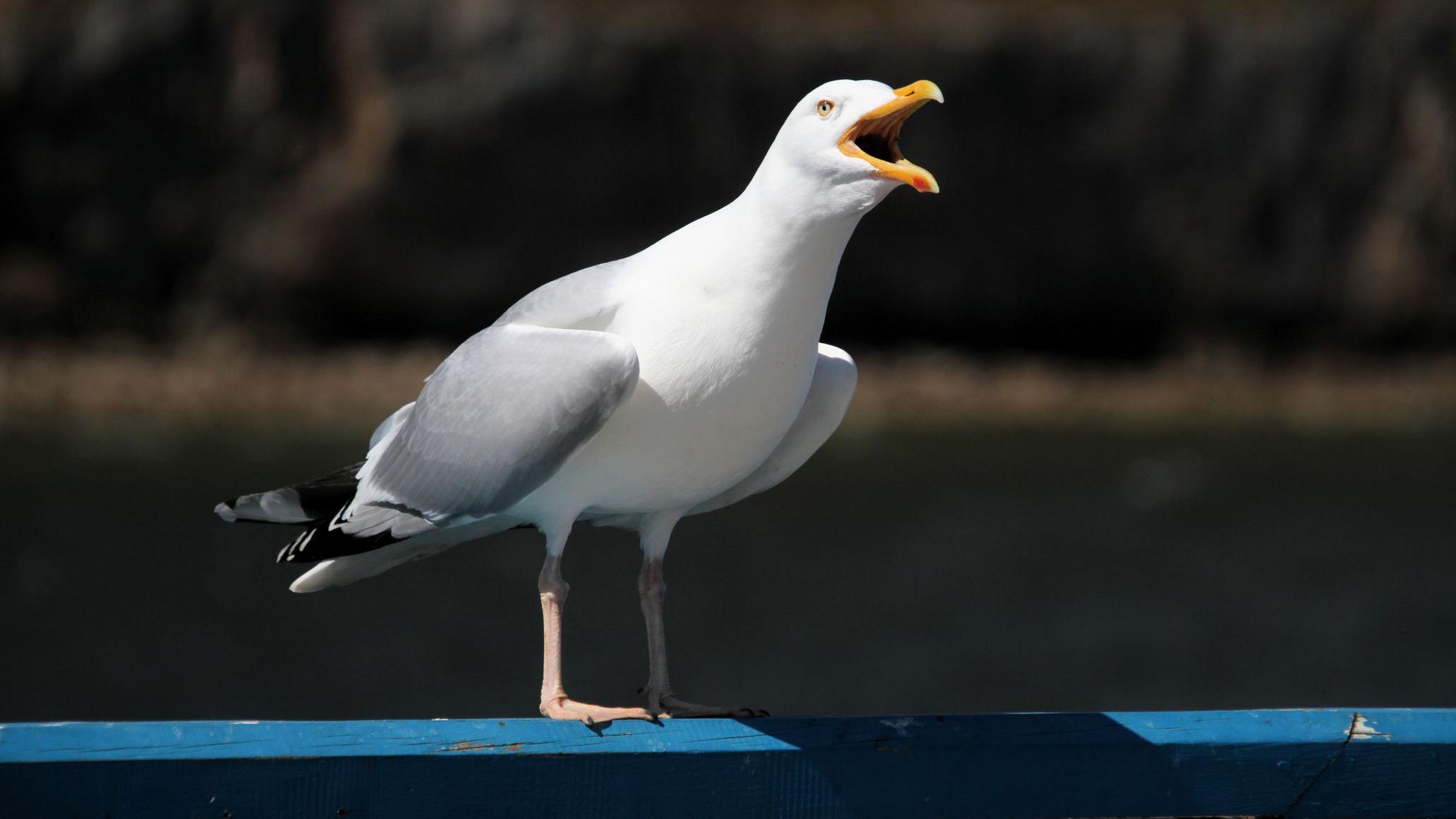 'Plane crash' and 'attack on gulls'