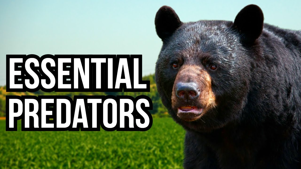 These Native Predators Are Saving America’s Ecosystems