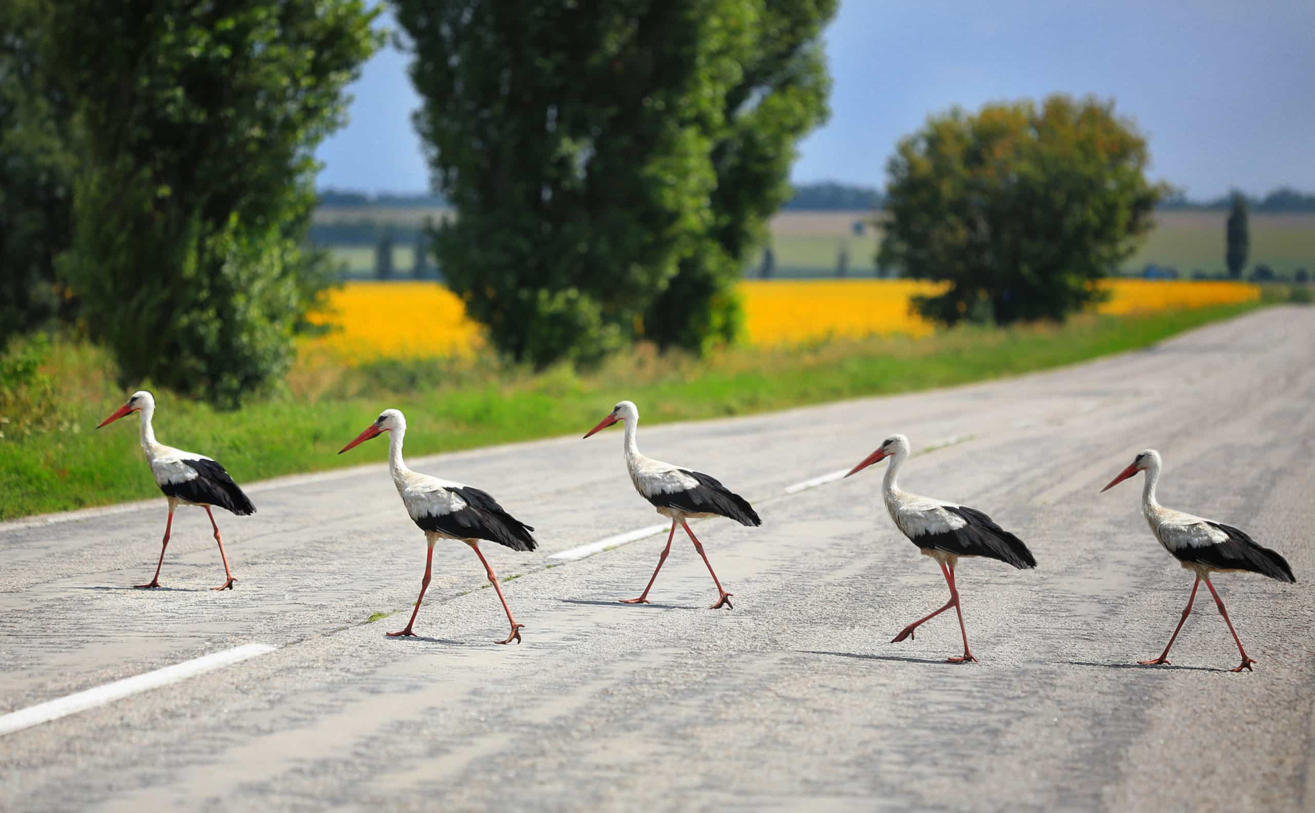These animals can save you from a natural disaster