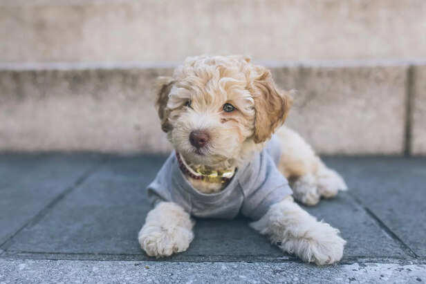 Teddy Bear or Dog? These 7 Breeds Are Too Cute to Tell