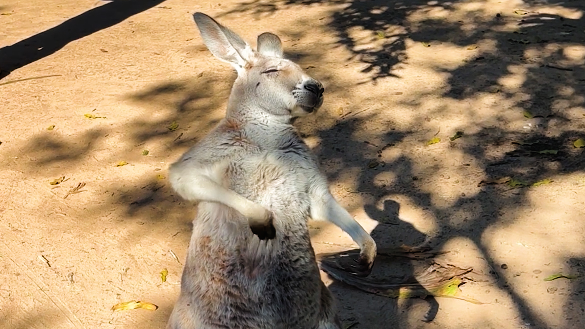 Kangaroo spotted playing air guitar