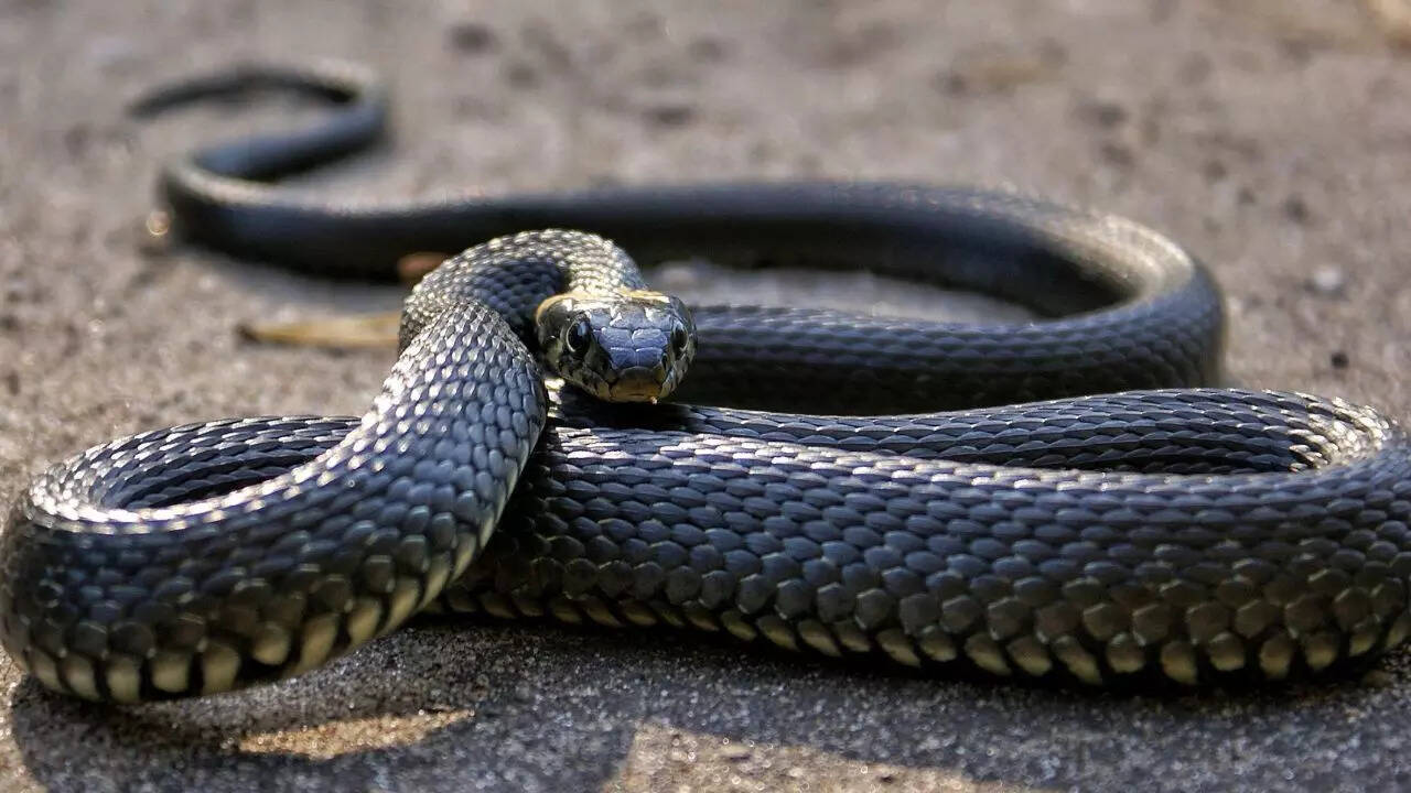 King Cobra lesser-known facts and insights: The snake that builds nests ...