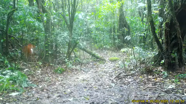 ‘Golden' creature of Thai mythology appears on trail camera at national ...