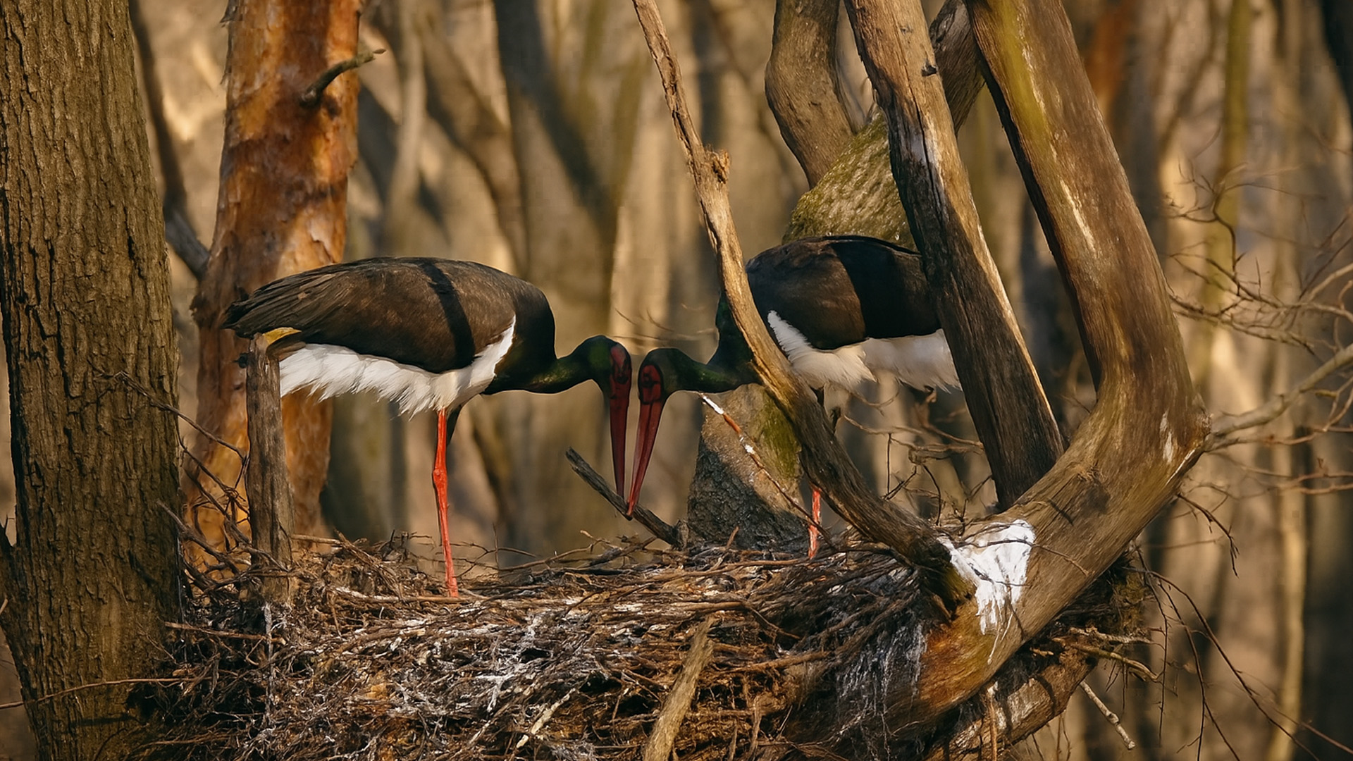 Bird Voice Black Stork