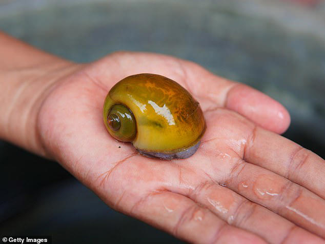 Warning over parasite-infested pink blobs invading US beaches: 'Crush ...