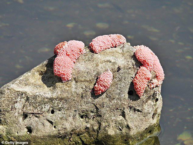 Warning over parasite-infested pink blobs invading US beaches: 'Crush ...