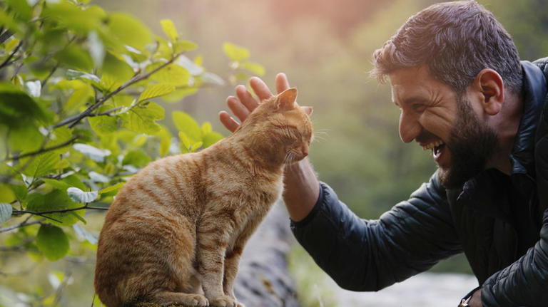 Clear Signs A Stray Cat Has Adopted You