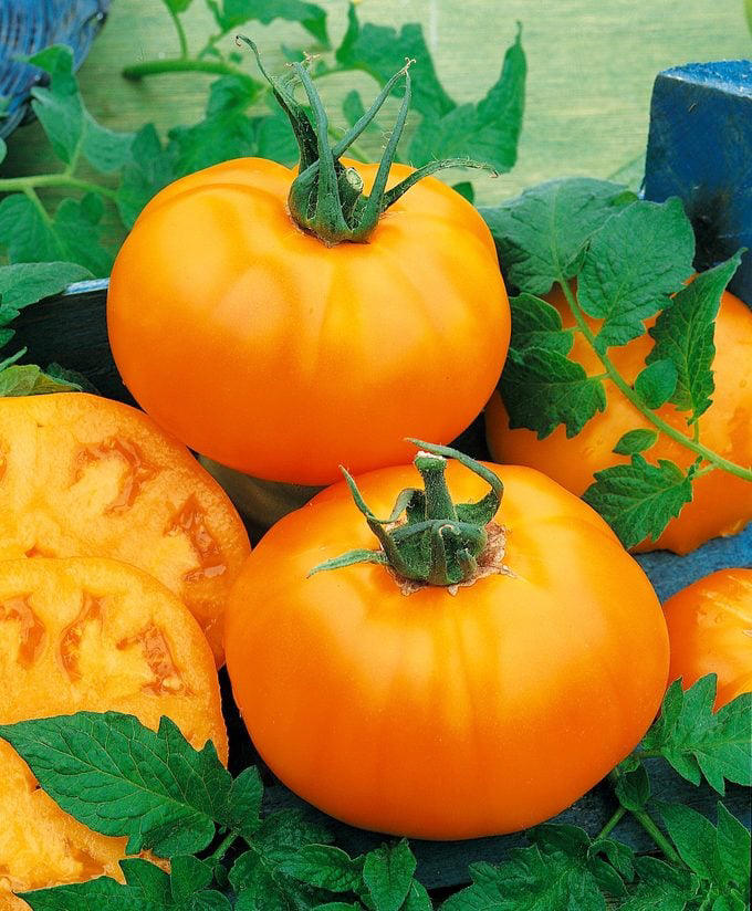 Tomato Plant Care 101: Everything You Need to Know
