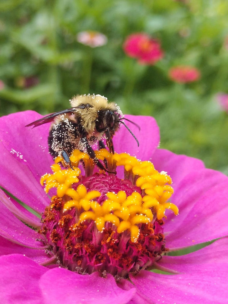 Native Bees: Super Garden Pollinators