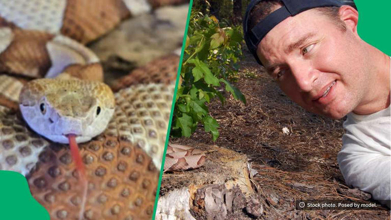 "Tried to give me kisses": Close up of "flirty" snake in captivity at ...