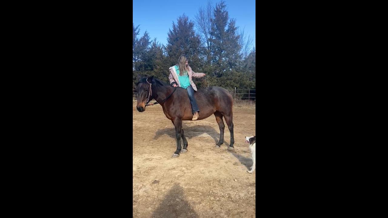 Border Collie Jumps To Ride Horse Bareback