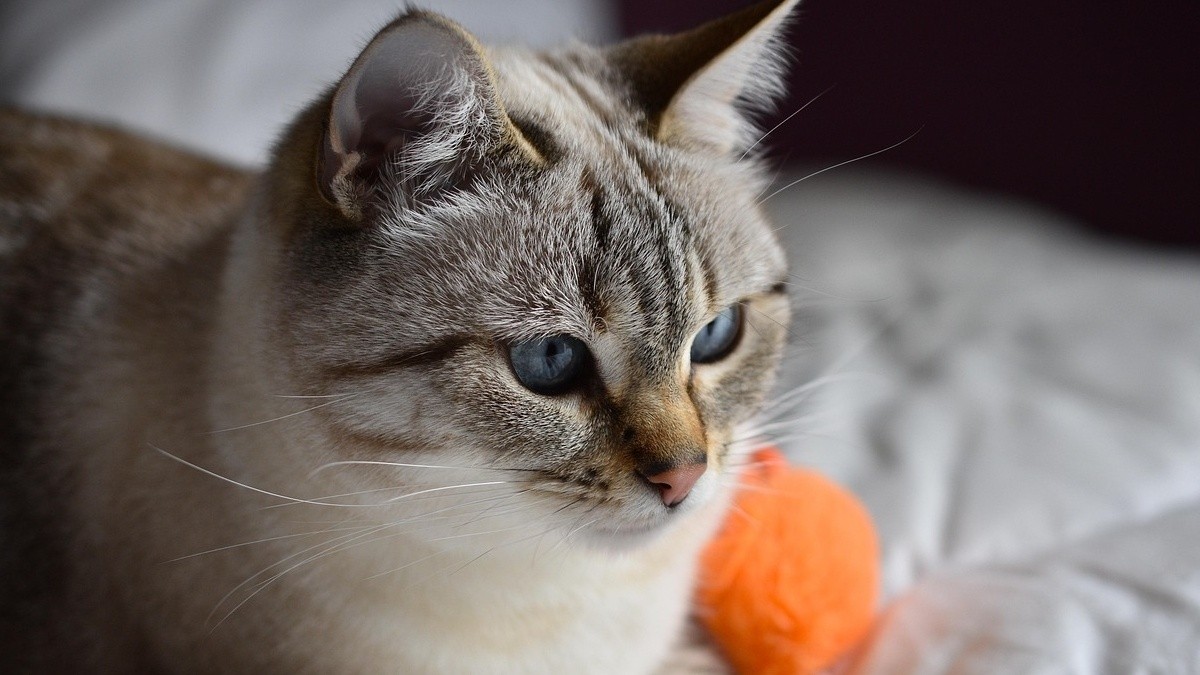 How your cat's needs change as it ages and what care you should give it