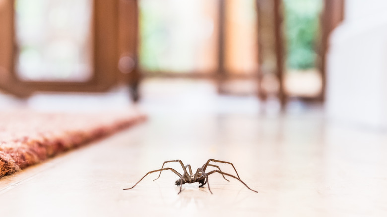 Grow These 11 Plants To Help Keep Spiders Far Away From Your Home