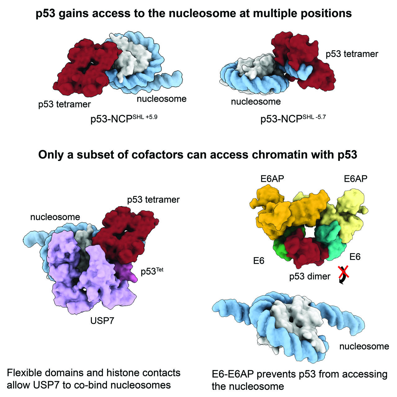 Chromatin organization linked to p53 tumor suppression mechanism