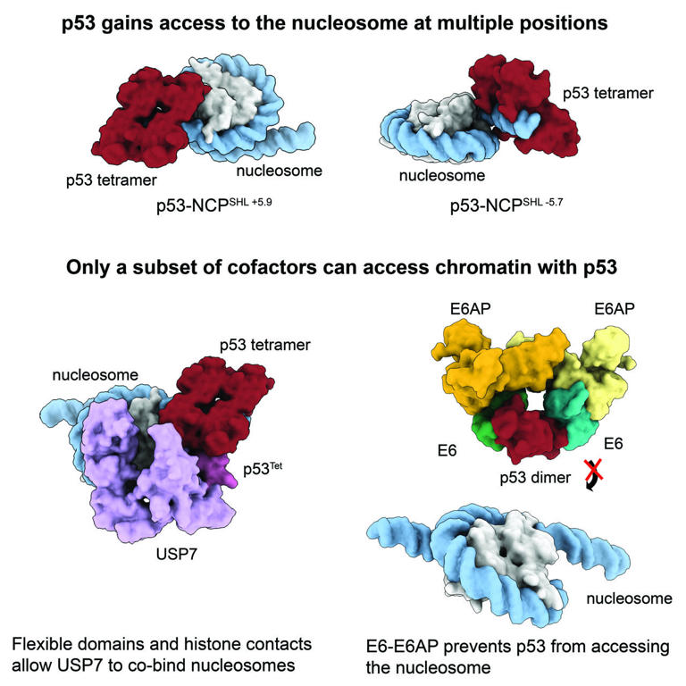Chromatin organization linked to p53 tumor suppression mechanism