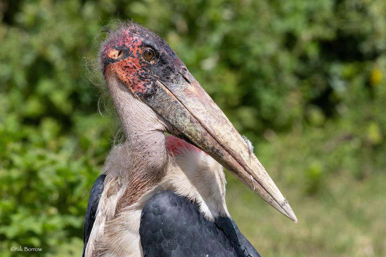 The sacred humans-bird connection in Ethiopia’s wetlands: Interview with Abebayehu Aticho