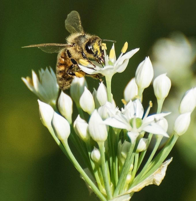 Pollination 101: How Flower Pollination Works